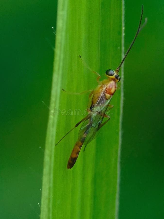 Parasitoid Wasp Known As Aleiodes Stock Image - Image of aleiodes, wasp ...