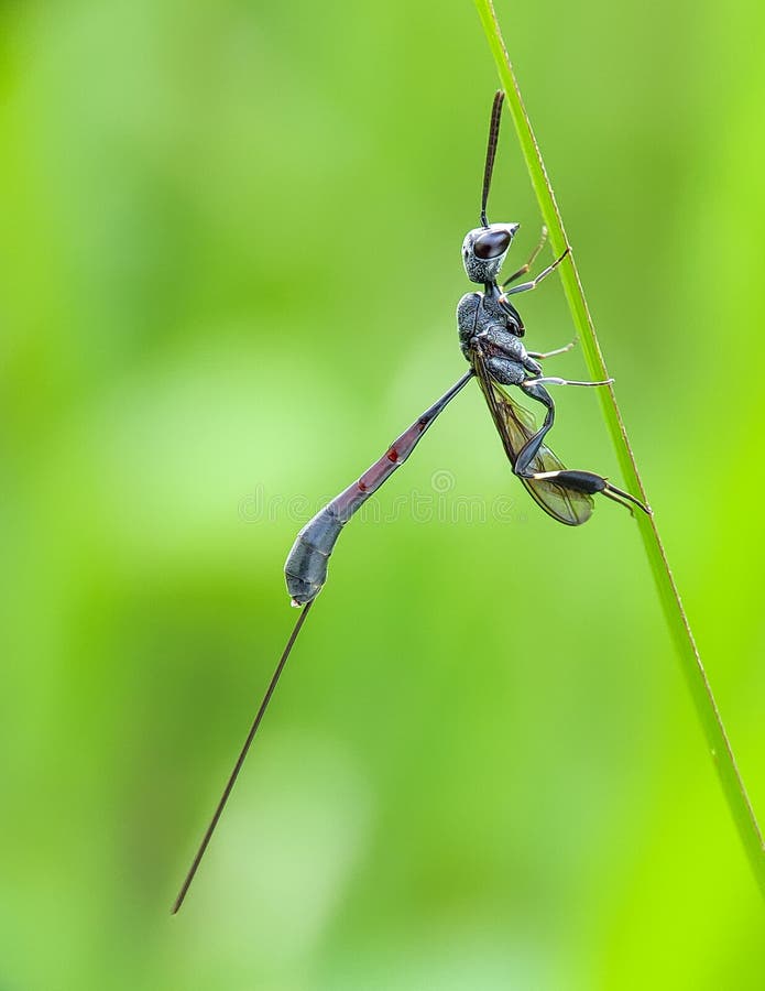 Parasitoid Wasp with Long Tail on the Leaf Stock Image - Image of ...