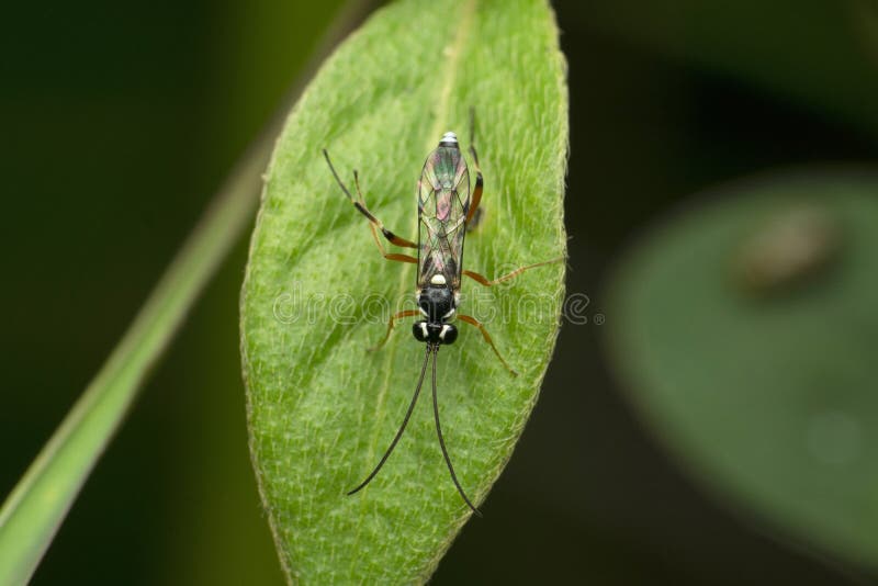 Parasitoid Wasp Species, Satara, Maharashtra Stock Image - Image of ...