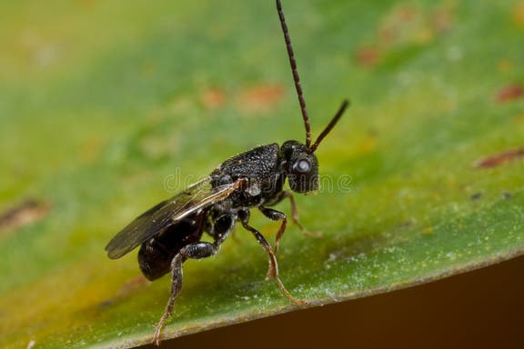Parasitaire wesp stock foto. Image of wildernis, installatie - 10633020