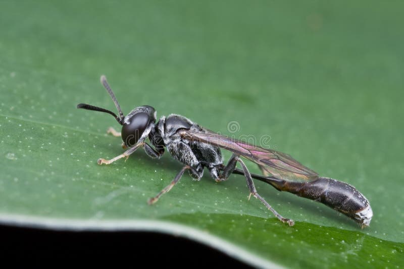 Parasitoid wesp stock afbeelding. Image of fauna, insect - 19832571