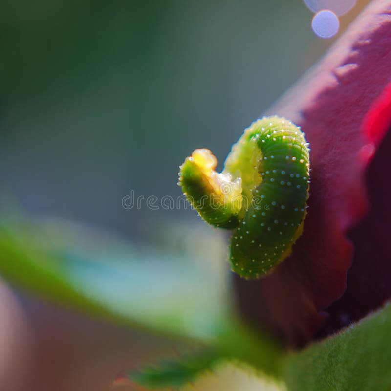 Parasitus - the Worm stock image. Image of macro, wild - 39719443