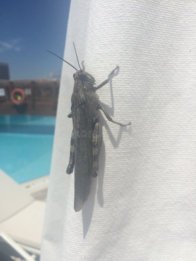 Insects large stock image. Image of insect, turkey, cricket - 132029541