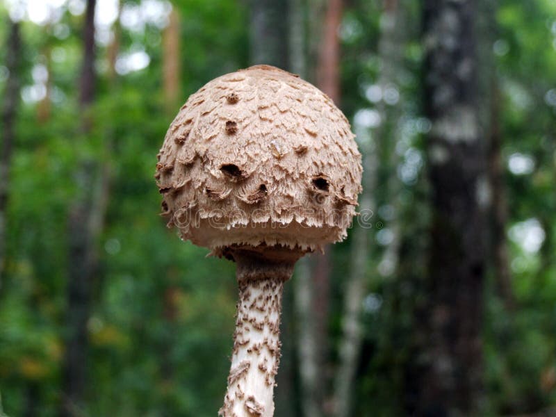 Parasol Mushroom Macrolepiota Procera Stock Photo - Image of natural ...