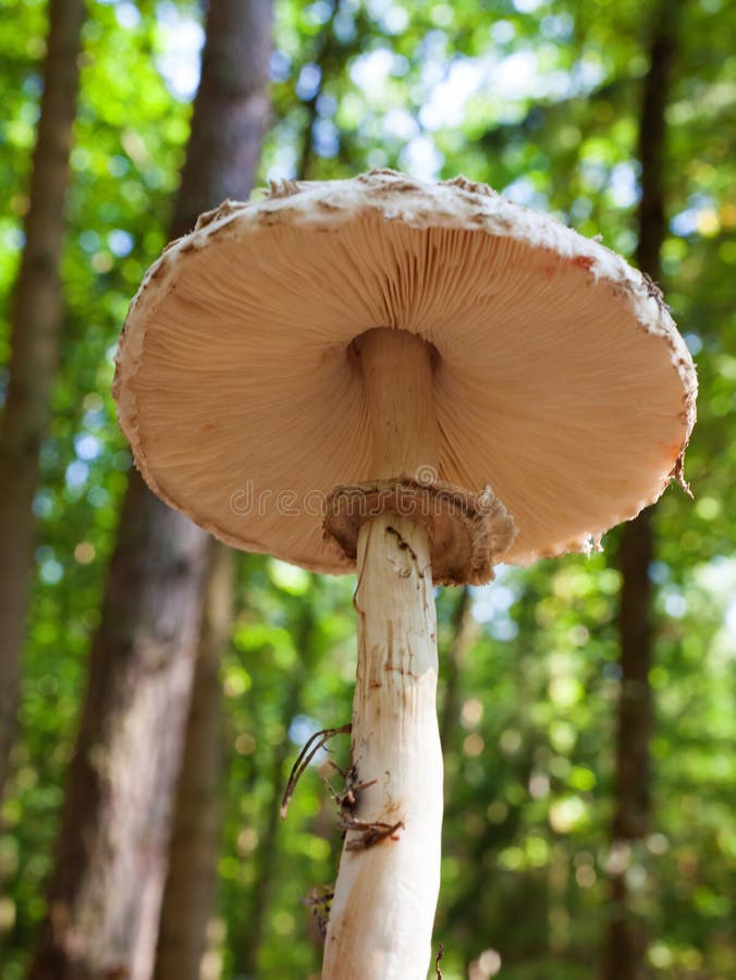 The Parasol Mushroom (Macrolepiota Procera) Stock Photo - Image of ...
