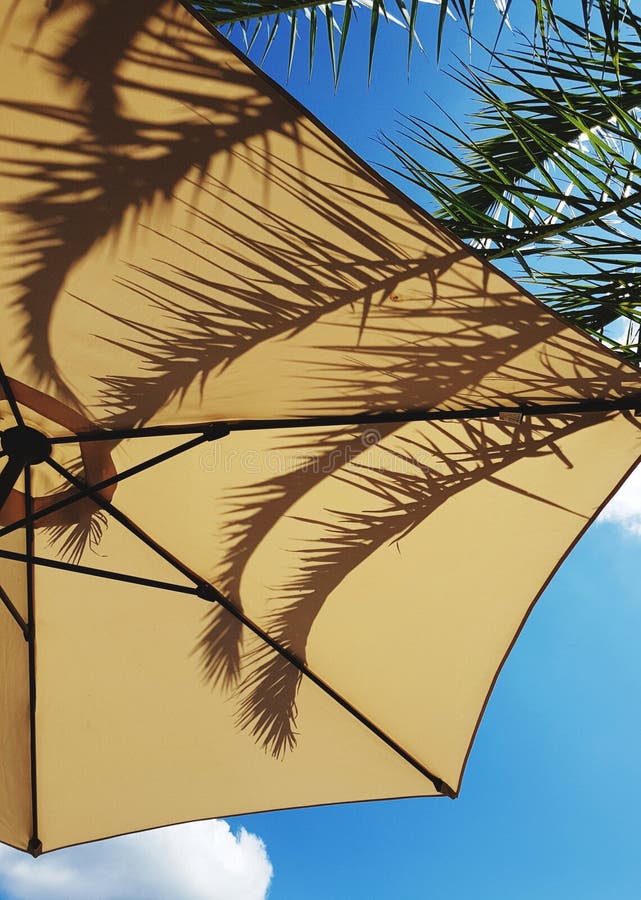 Parasol, Palm and Blue Sky. Stock Photo - Image of palm, sunshade ...