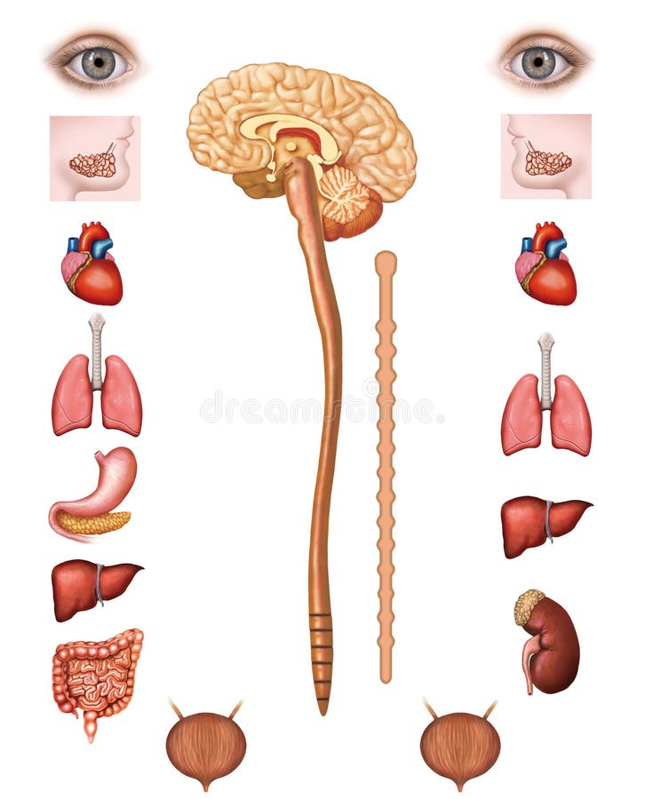 Parasympathetic system stock illustration. Illustration of nerves ...