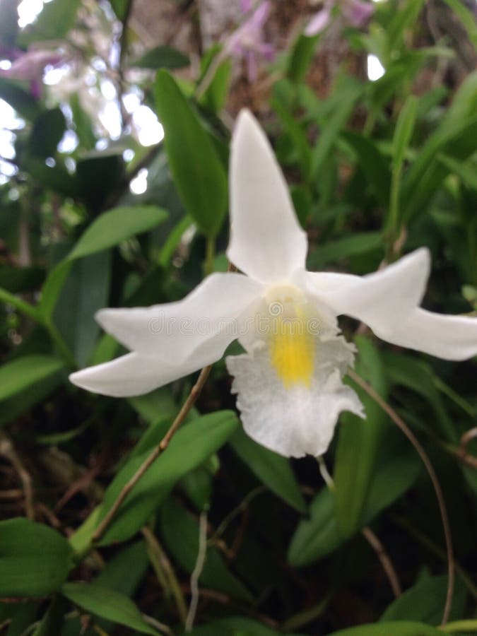 Paravi flower stock photo. Image of morning, paravi, lanka - 54236922