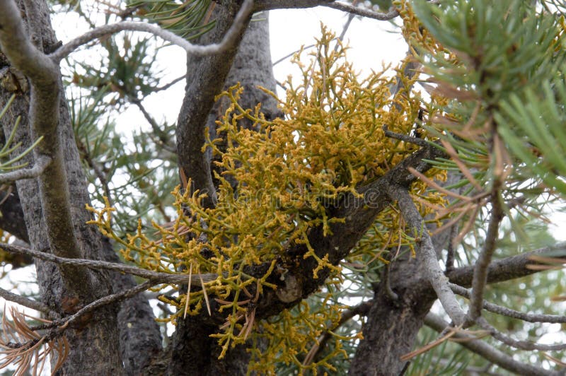 The parazitic mistletoe stock image. Image of grows - 100068787