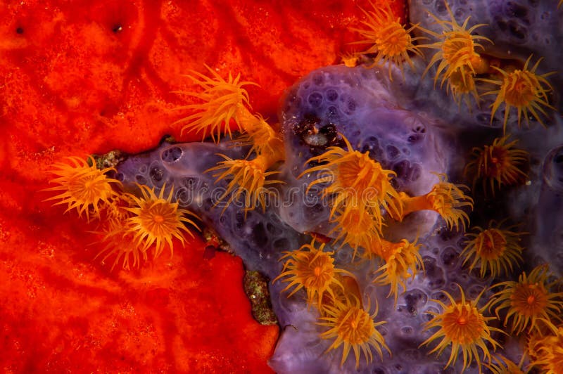 Parazoanthus axinellae stock photo. Image of scuba, wildlife - 21534636