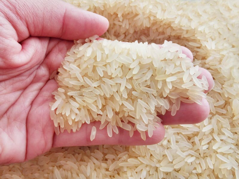 Parboiled Rice in Hand. Selective Focus. Stock Photo - Image of cuisine ...