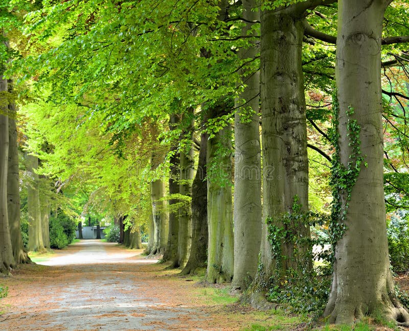 Parc with Big Trees and Shadowed Pathway Stock Photo - Image of leaves ...