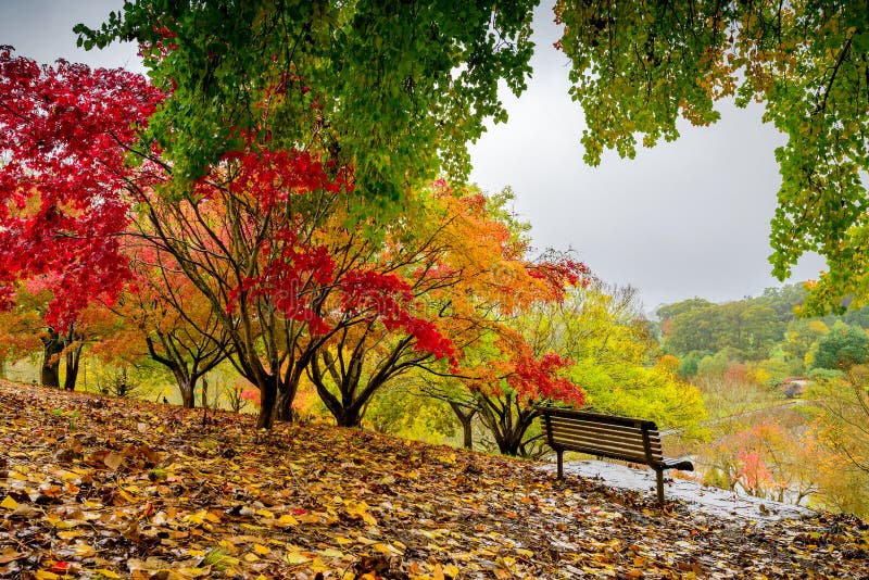 Banc En Parc D'automne Sous La Pluie Image stock - Image of érable ...