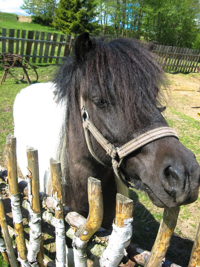 Poney miniature photo stock. Image du court, miniature - 1190738