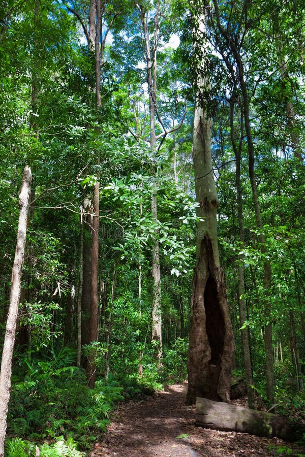 Forêt Tropicale Australienne Photo stock - Image du nature, australie ...