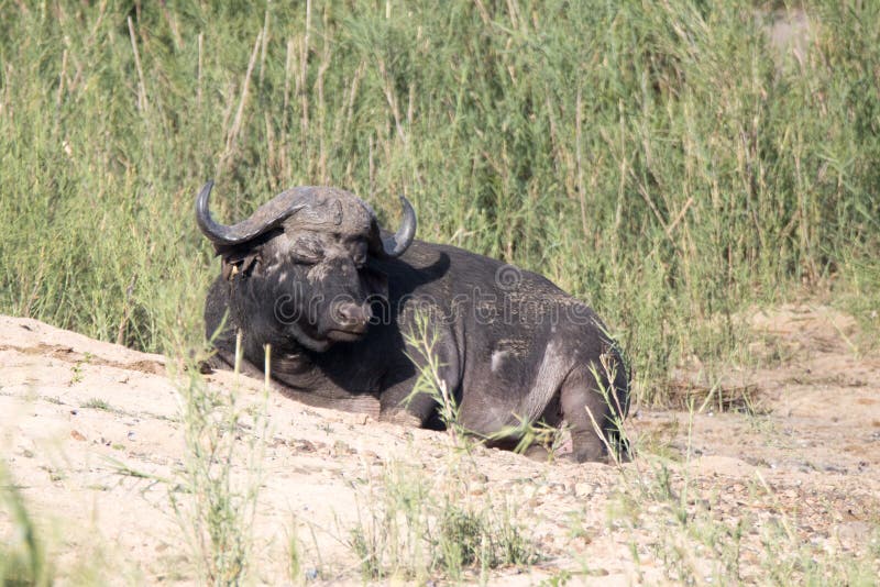 Parc National De Kruger : Psammophis Subtaeniatusstripedbellied Serpent ...