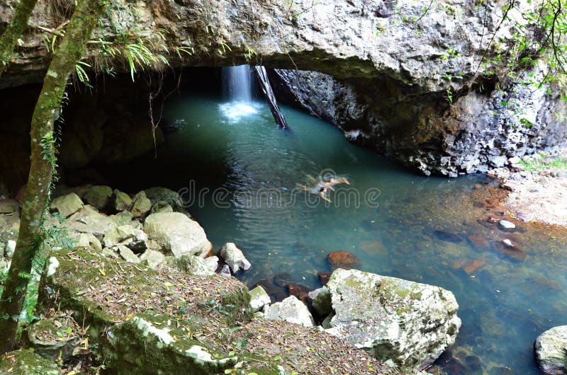 Parc National De Springbrook - Australie Du Queensland Photo éditorial ...