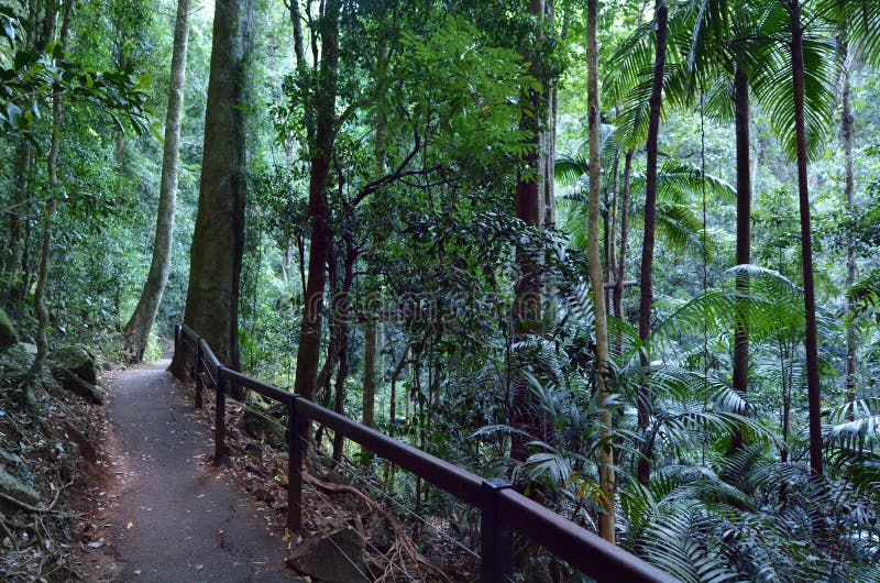Parc National De Springbrook - Australie Du Queensland Image stock ...