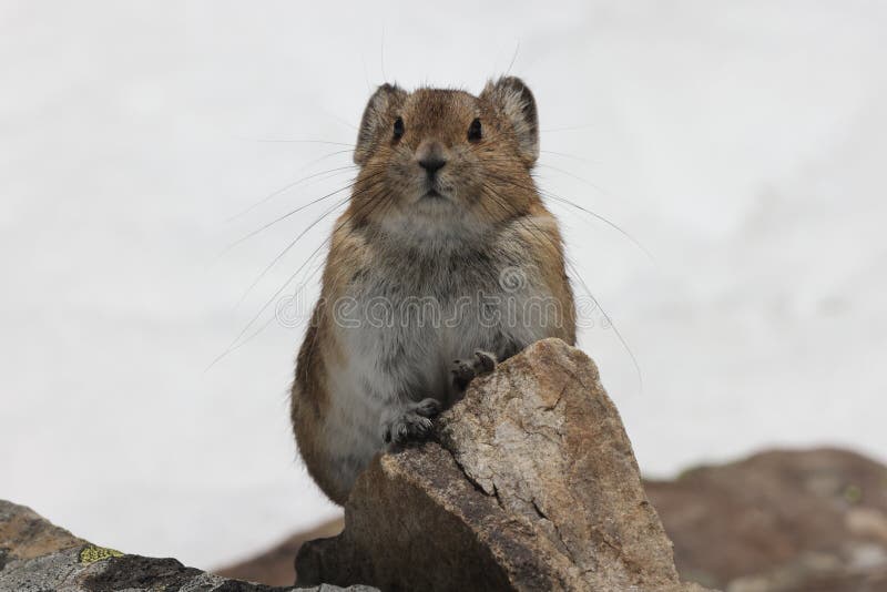 Parc National Pika Banff Kanada Photo stock - Image du faune, nature ...