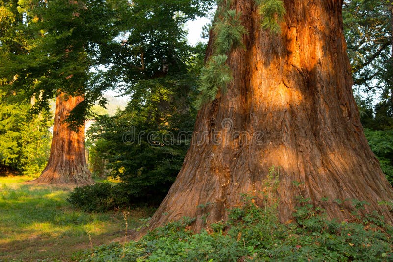 Parc of Windeck in Ottrott in Alsace Editorial Photo - Image of tree ...