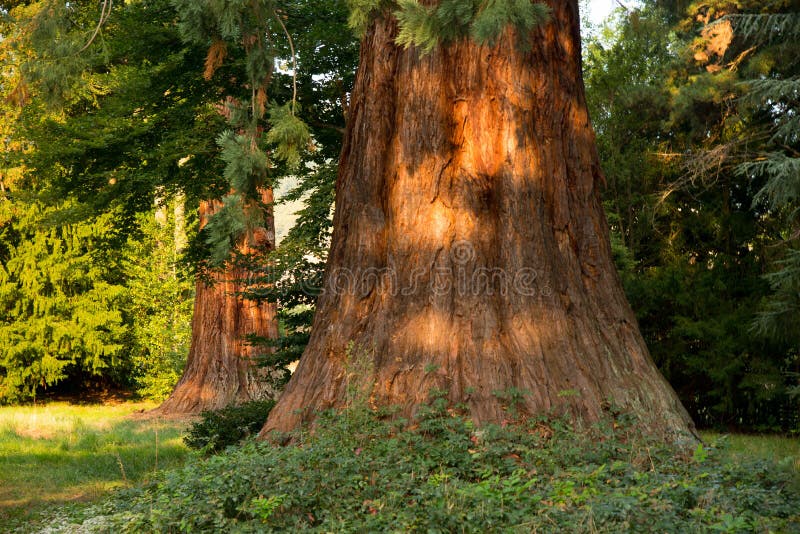 Parc of Windeck in Ottrott in Alsace Editorial Image - Image of alsace ...