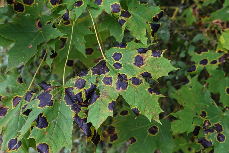 Parche Negro En Las Hojas Del Arce Foto de archivo - Imagen de cara ...
