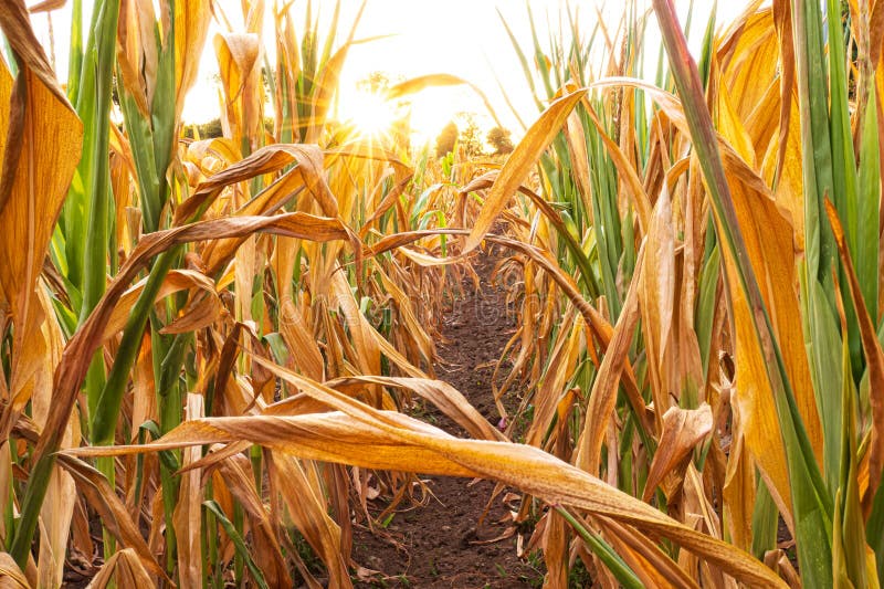 Parched Corn Field during Hot and Dry Summer Stock Image - Image of ...