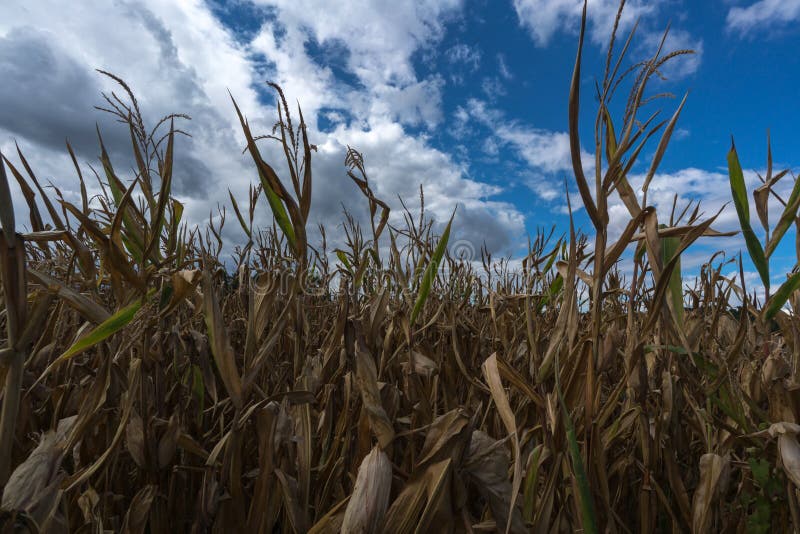 Parched Corn Plants Due To a Heat Wave and Extreme Drought in the ...
