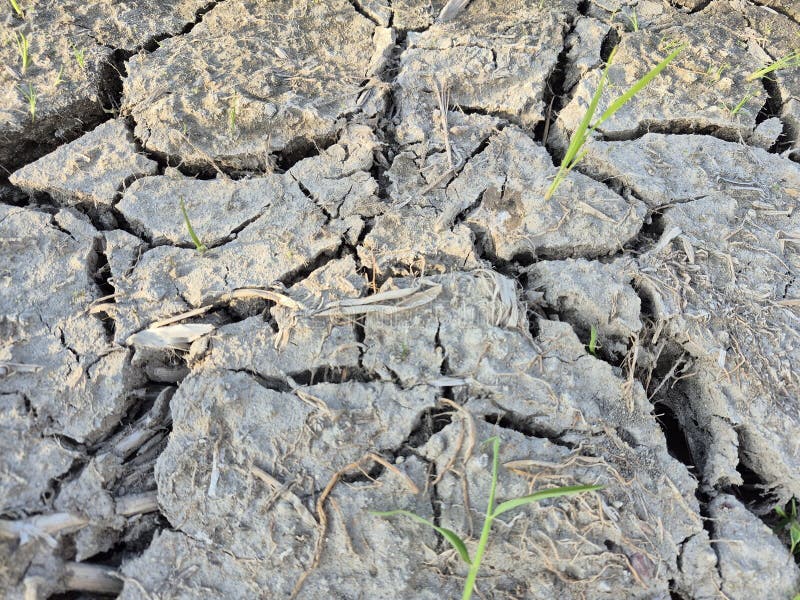 Parched, Cracked Earth, Indicating Severe Dryness and Drought Stock ...
