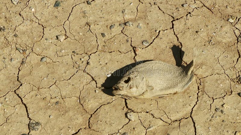 Parched Earth Dead Fish stock footage. Video of carcass - 257814404