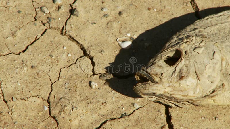 Parched Earth Dead Fish stock footage. Video of fish - 257814476