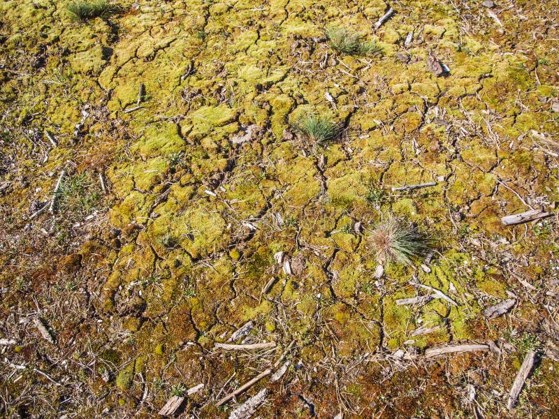 Parched Forest Floor in the Germany Forest Stock Image - Image of earth ...