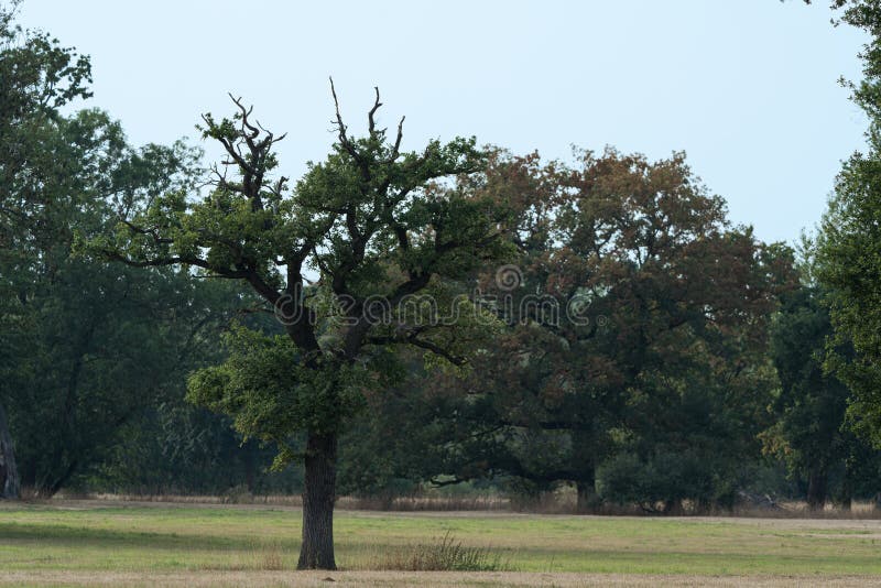 Parched Meadow and a Bare Tree in a Meadow Landscape in Late Summer ...