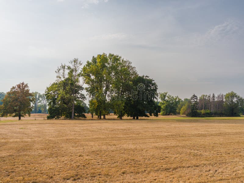 Parched Meadow and Trees in a Meadow Landscape in Late Summer. Stock ...