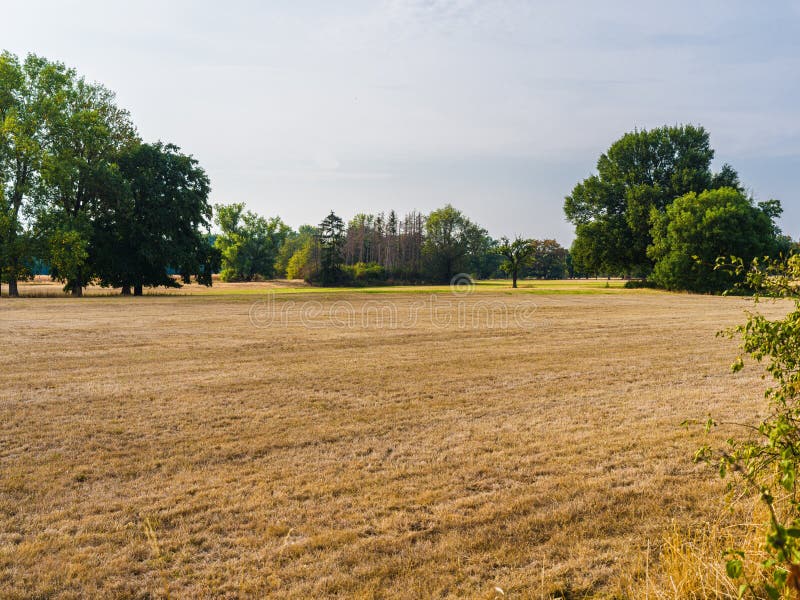 Parched Meadow and Trees in a Meadow Landscape in Late Summer. Stock ...