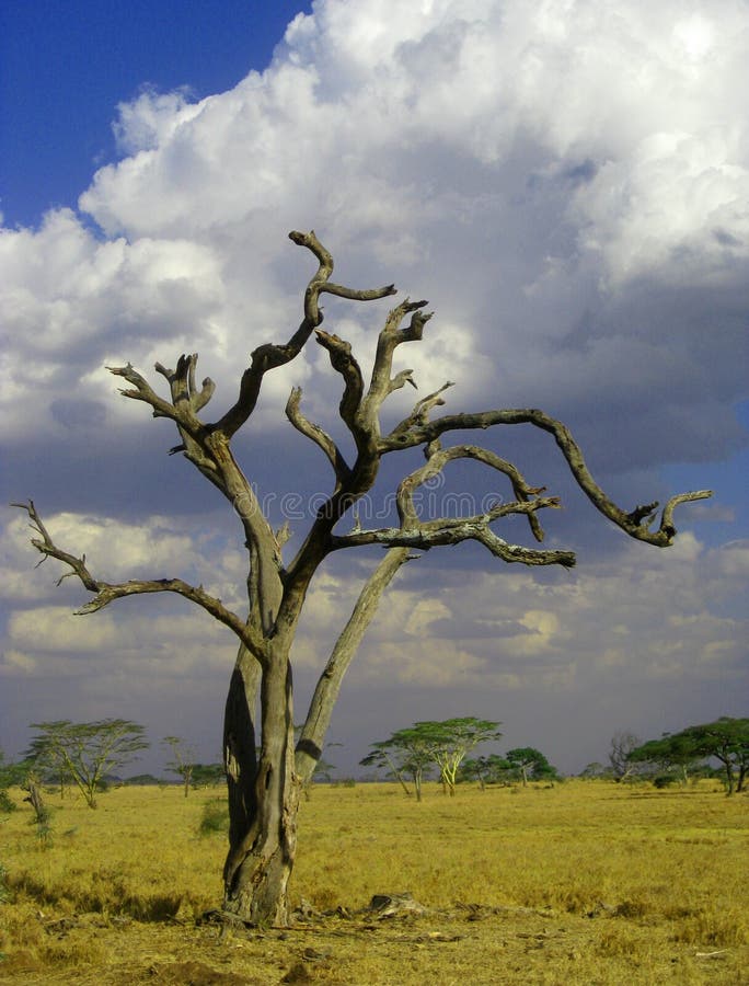 Parched Skeletal Tree in the African Savannah, Tan Stock Photo - Image ...