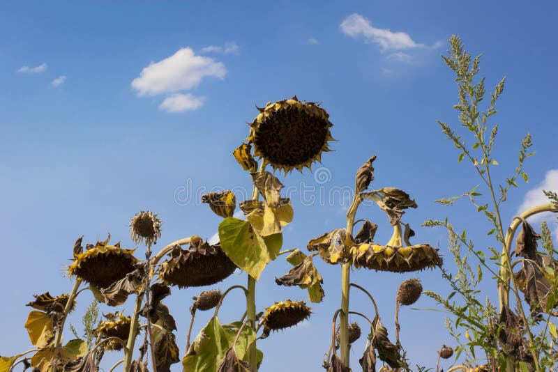 489 Parched Flower Stock Photos - Free & Royalty-Free Stock Photos from ...