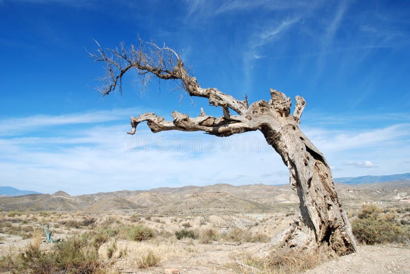 Parched tree in the desert stock photo. Image of southern - 3758348