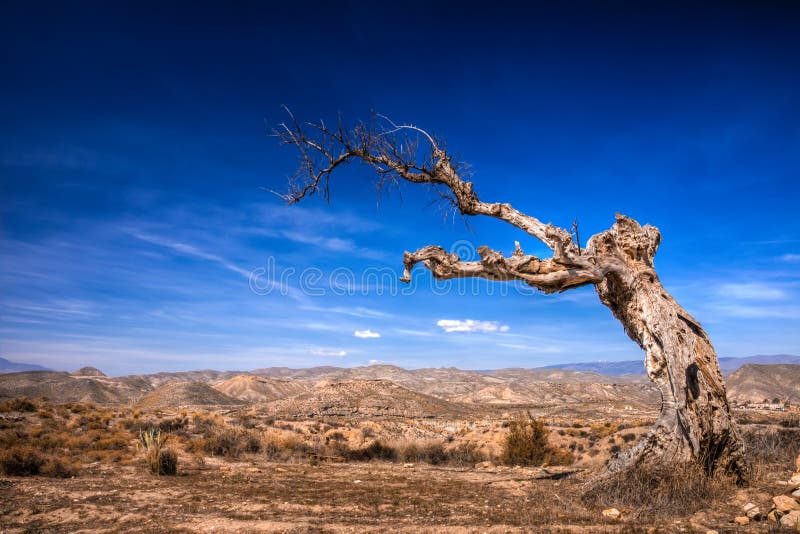 Parched tree in the desert stock photo. Image of outdoors - 3758522