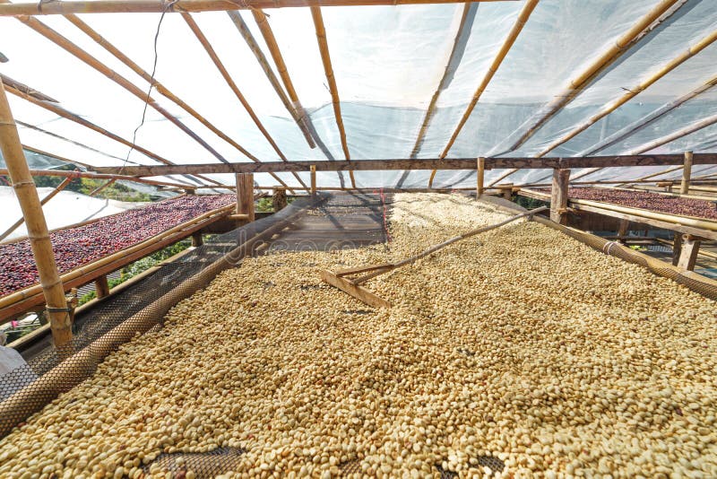 Parchment Coffee Dry in the Coffee House Stock Image - Image of closeup ...