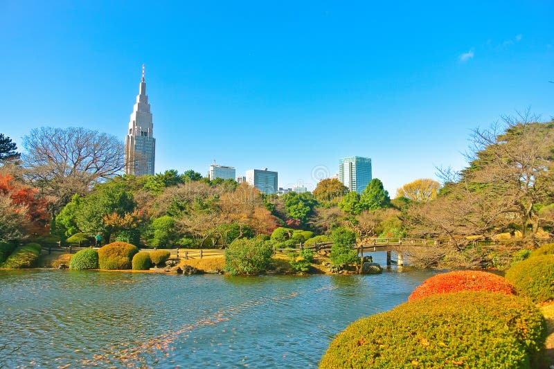 Primavera Sakura Che Fiorisce Nel Parco Di Shinjuku Gyoen, Tokyo ...