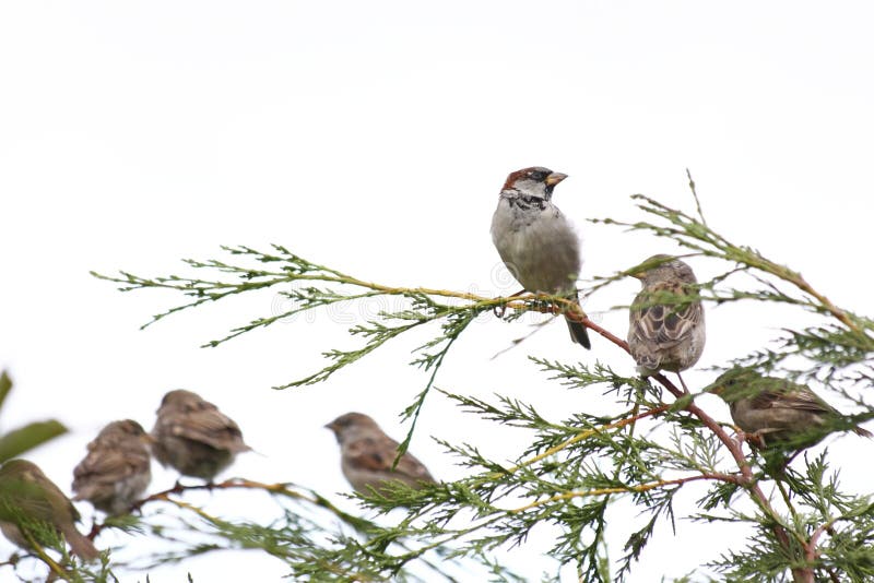 Pardais foto de stock. Imagem de familiar, casa, espécie - 17279226