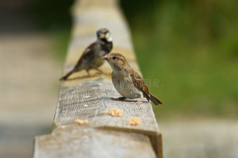 Dois pardais foto de stock. Imagem de selvagem, nave - 28205580