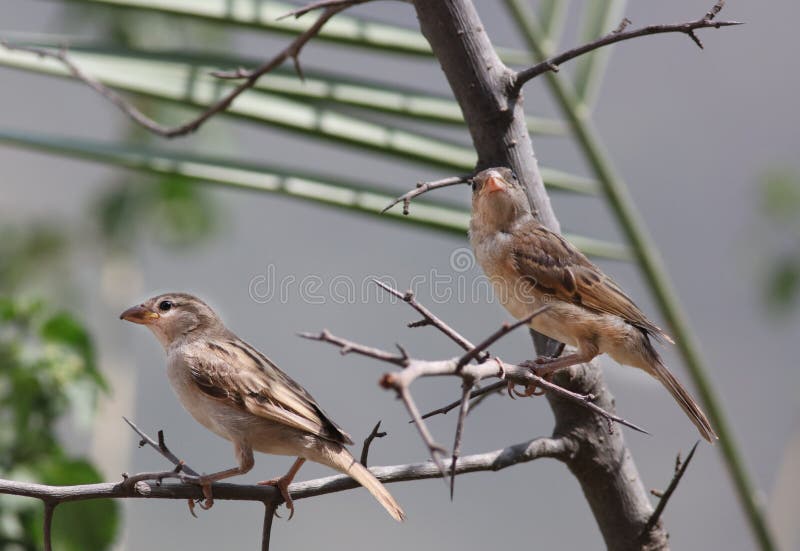 Pardais de casa comuns foto de stock. Imagem de penas - 116557844