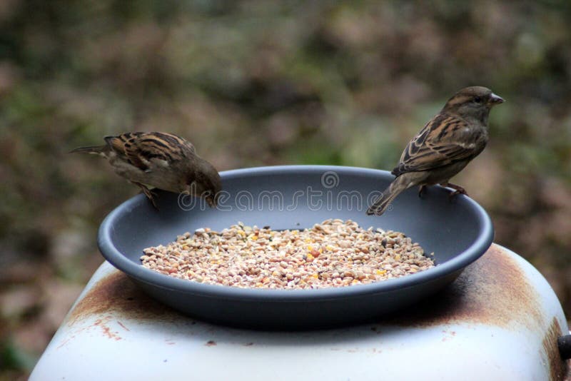 Dois pardais comer foto de stock. Imagem de fauna, bico - 6077314