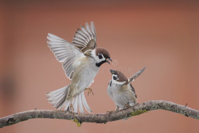 Pardais imagem de stock. Imagem de penas, companhia, nave - 46029471