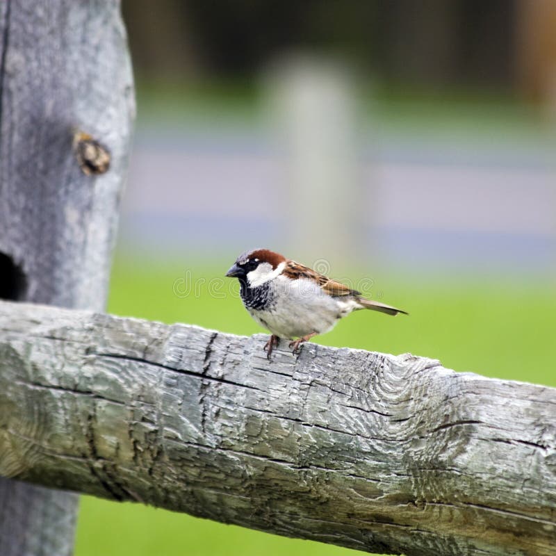 Pardal Da Casa Sentado Na Cerca Foto de Stock - Imagem de floresta ...
