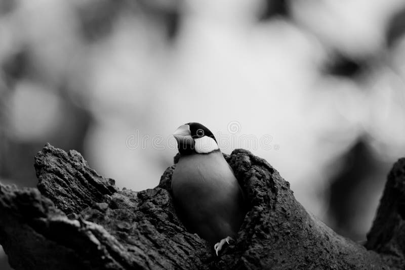 Pardal de Java foto de stock. Imagem de nave, bali, punhal - 25532154
