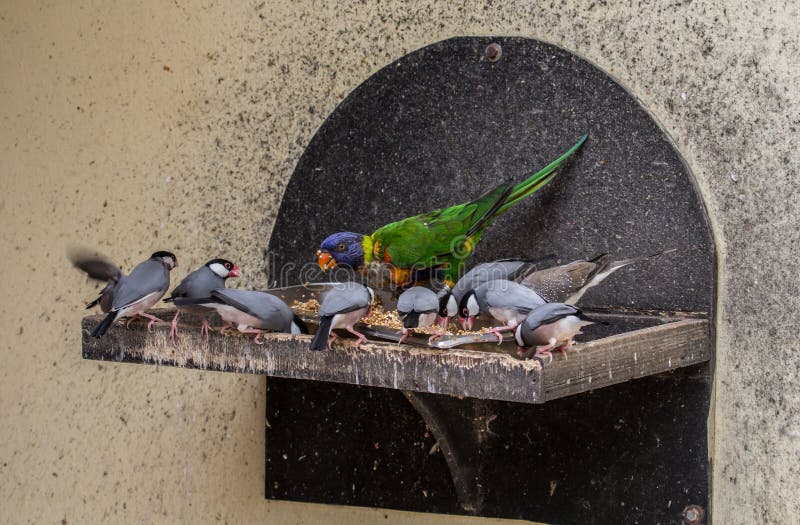 Pardal De Java E Toda a Cor Lori Imagem de Stock - Imagem de java ...