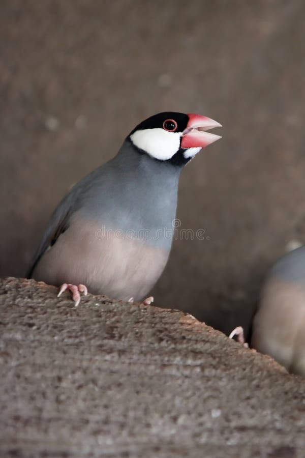 Pardal de Java irritado foto de stock. Imagem de wildlife - 8157220